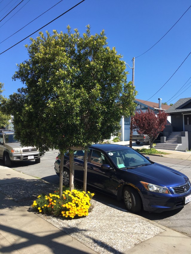 More Street Trees Coming for Sunset, Parkside – Richmond Review/Sunset ...