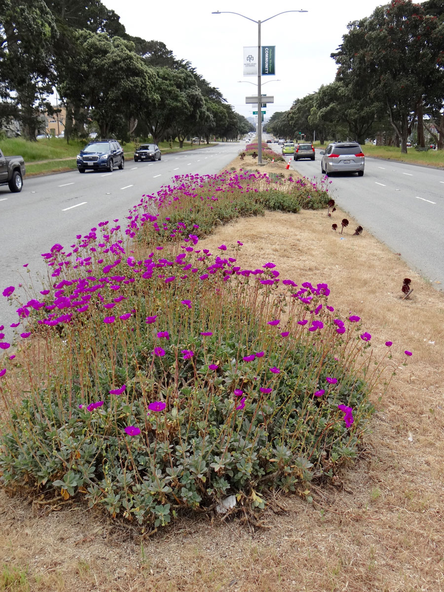 New Irrigation, Trees and Native Plants Planned for Sunset Boulevard ...