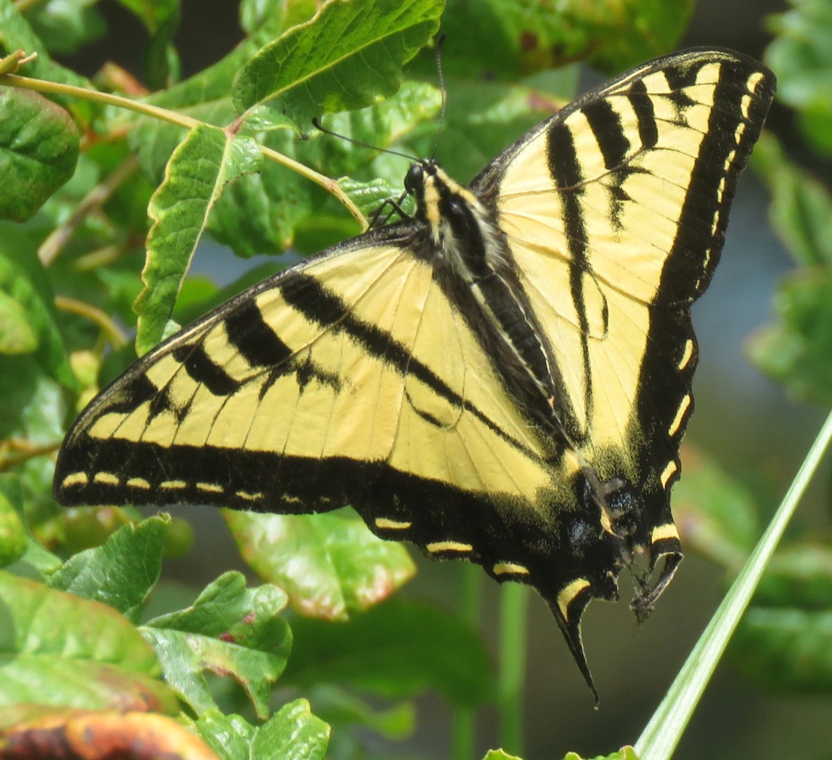 SF Butterfly Count Finds Good and Bad News – Richmond Review/Sunset Beacon