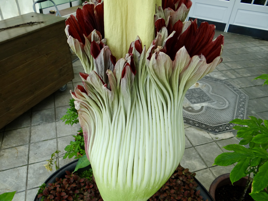 corpse-flower-md – Richmond Review/Sunset Beacon