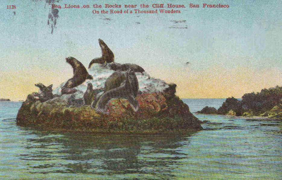 seals2 – Richmond Review/Sunset Beacon