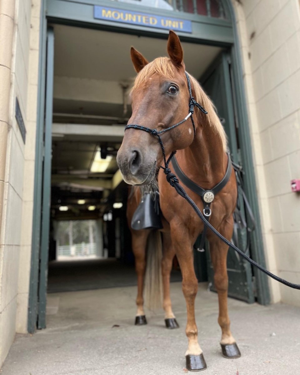SFPD Swears in 2 New Members of the Mounted Unit, Gus and Duke ...