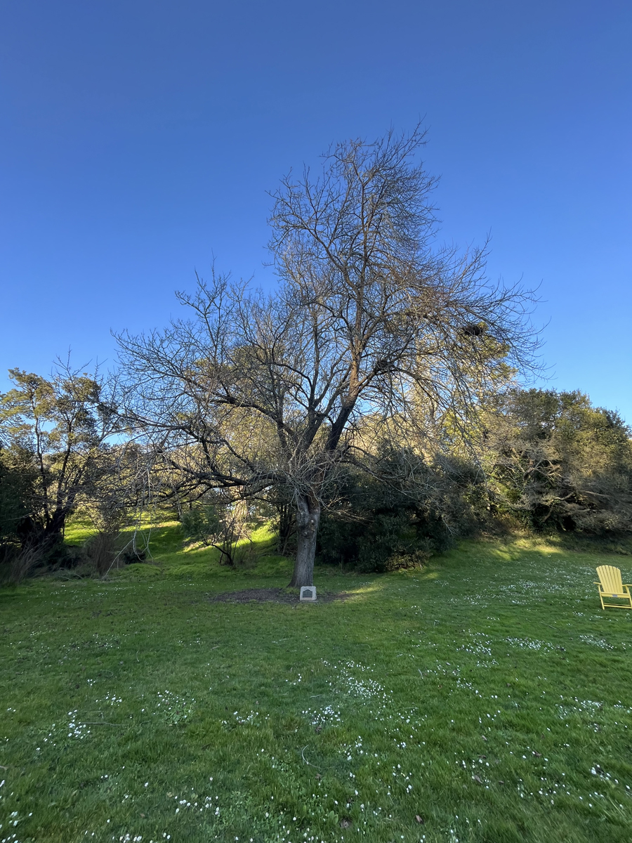 ‘Looking Back’: Washington Elm – Richmond Review/Sunset Beacon