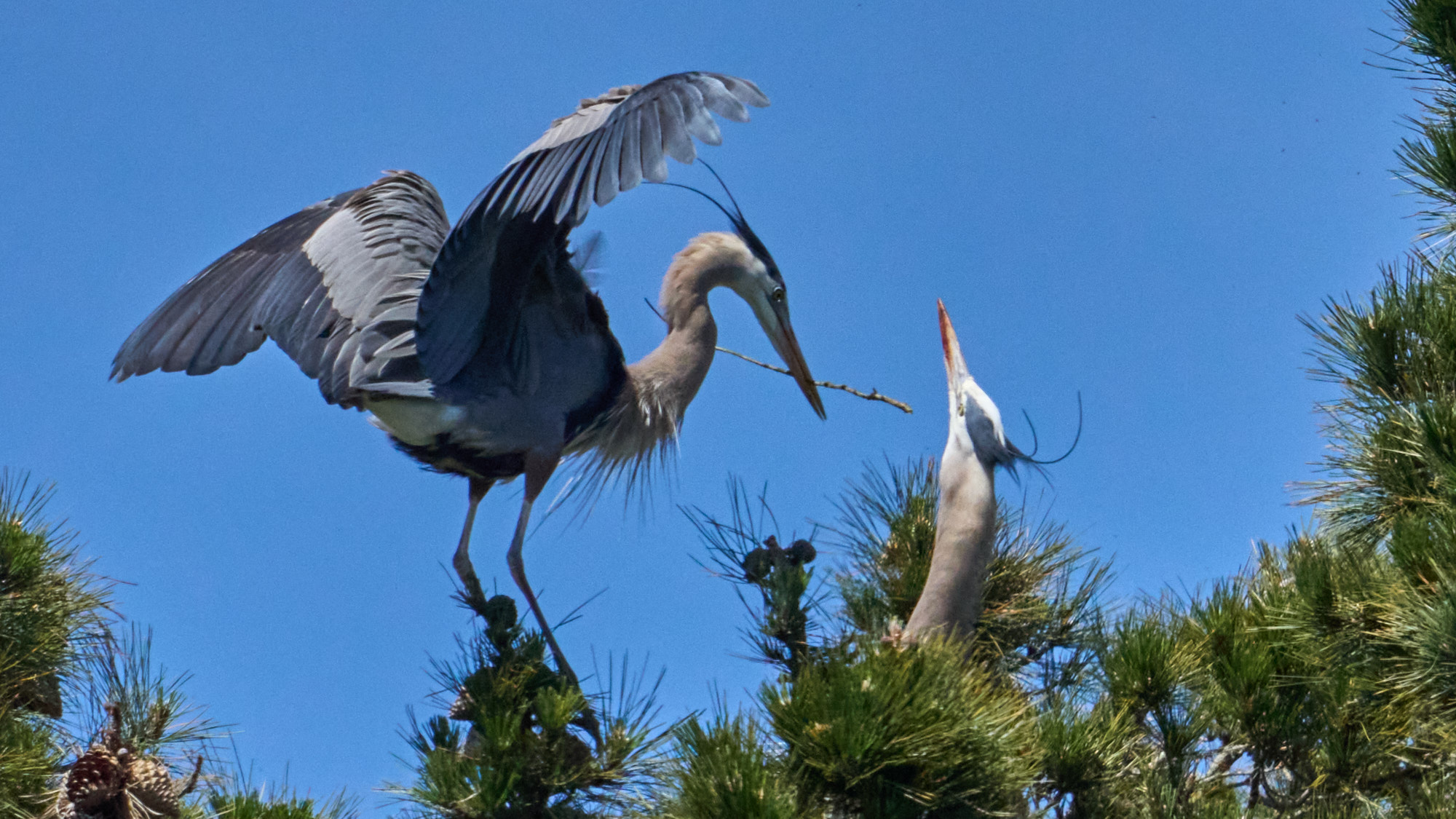 Heron stick presentation- Heron Island I-Blue Heron Lake Rapahel ...