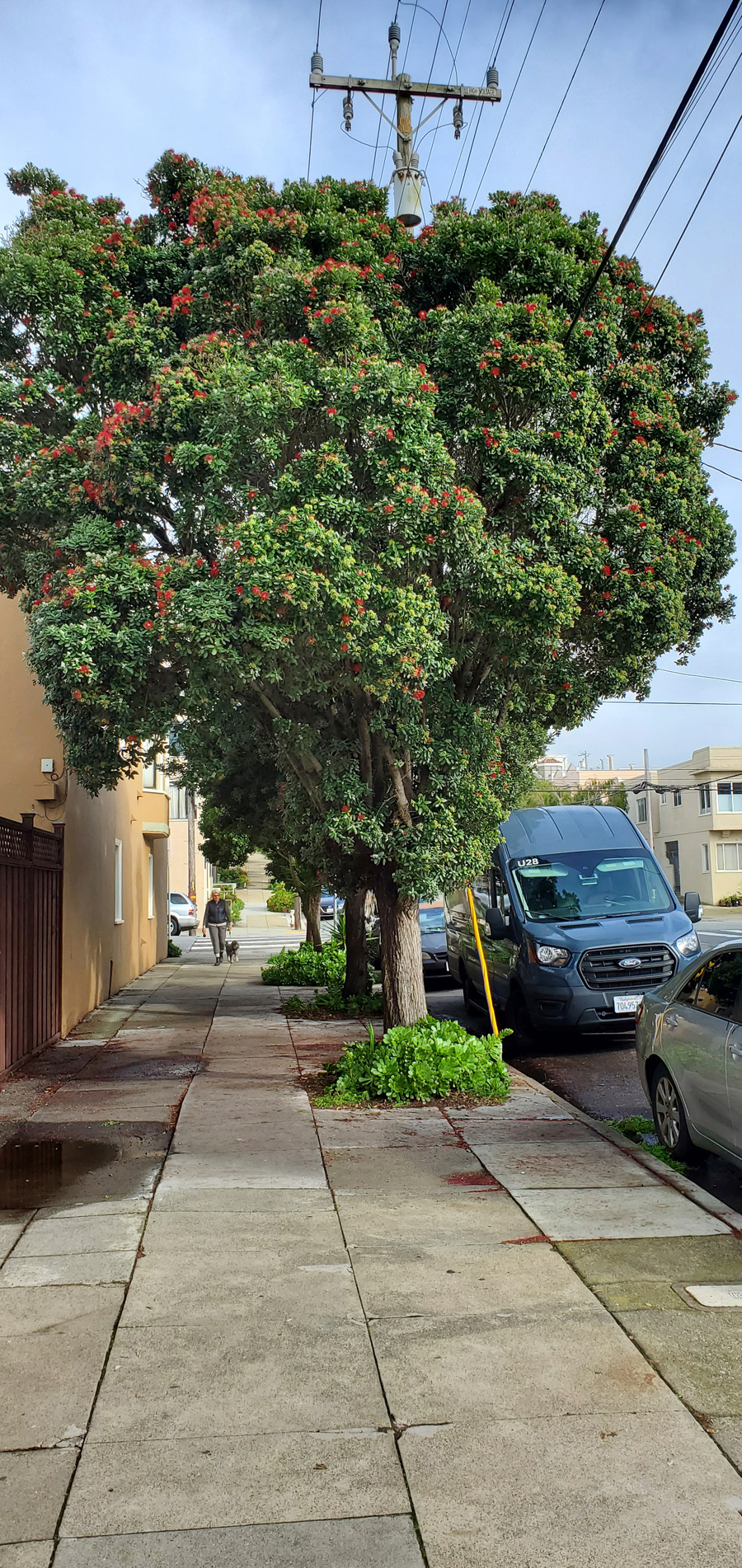 From a Reader: Trees of the Richmond – Richmond Review/Sunset Beacon