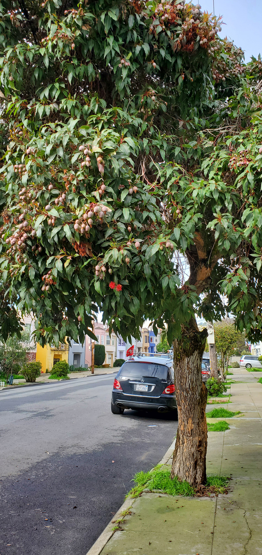 From a Reader: Trees of the Richmond – Richmond Review/Sunset Beacon