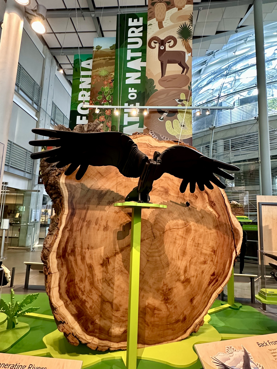 Press Release: Cal. Academy of Sciences Unveils New Permanent ...