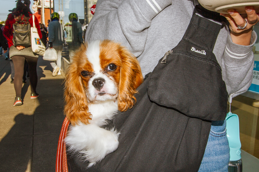 A King Charles enjoys the Sunset Night Market on Friday, Aug. 30, 2024 ...