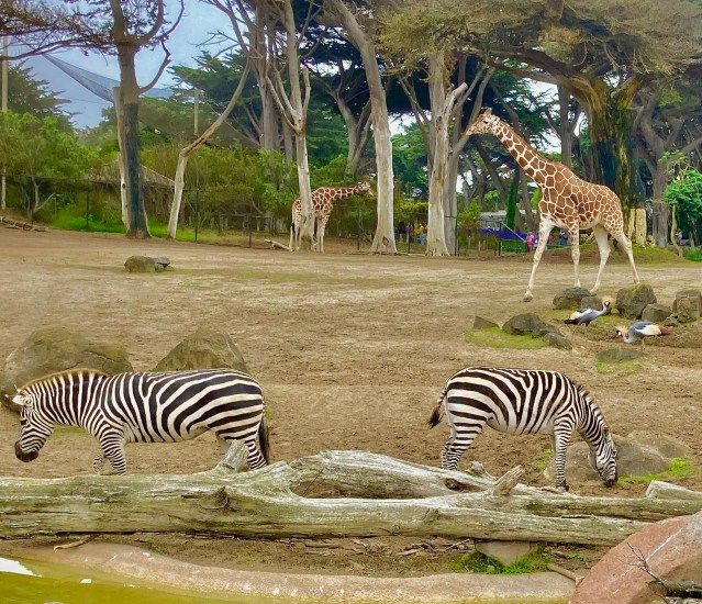 SF Zoo Bashed by City’s Animal Control and Welfare Commission Report ...