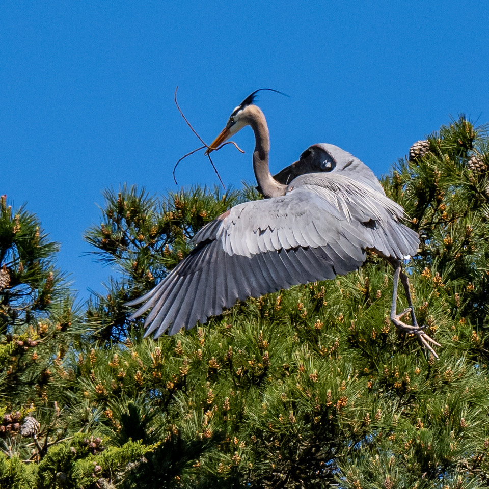 Male Great Blue Heron delivers branch to new nest – Richmond Review ...
