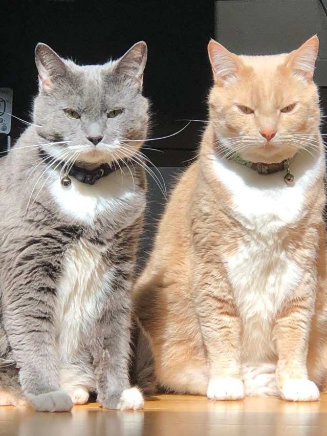 ‘Pet Pix’: Amber, Anela and Sleepy, Eevee, Foggy and Stormy, Kitty and Dande, Kiwi, Link, Oliver ...