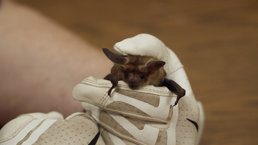 Richmond District Filmmaker Debuts Documentary on Saving Bats – Richmond Review/Sunset Beacon