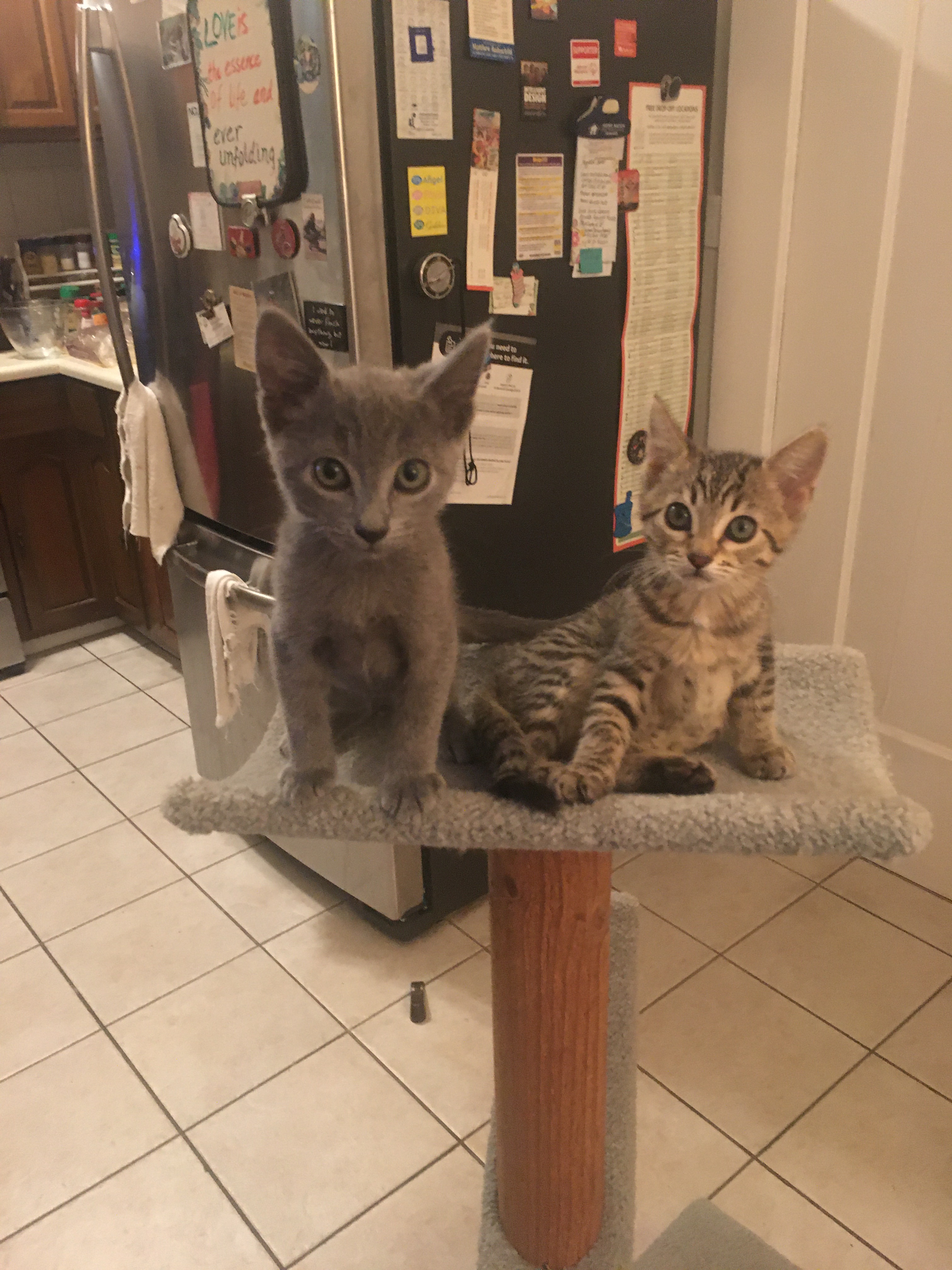 Pet Pix: Bob, Bucky, Charlie, Gato, Guy and Gwendolyn, Kodi, Lulu ...