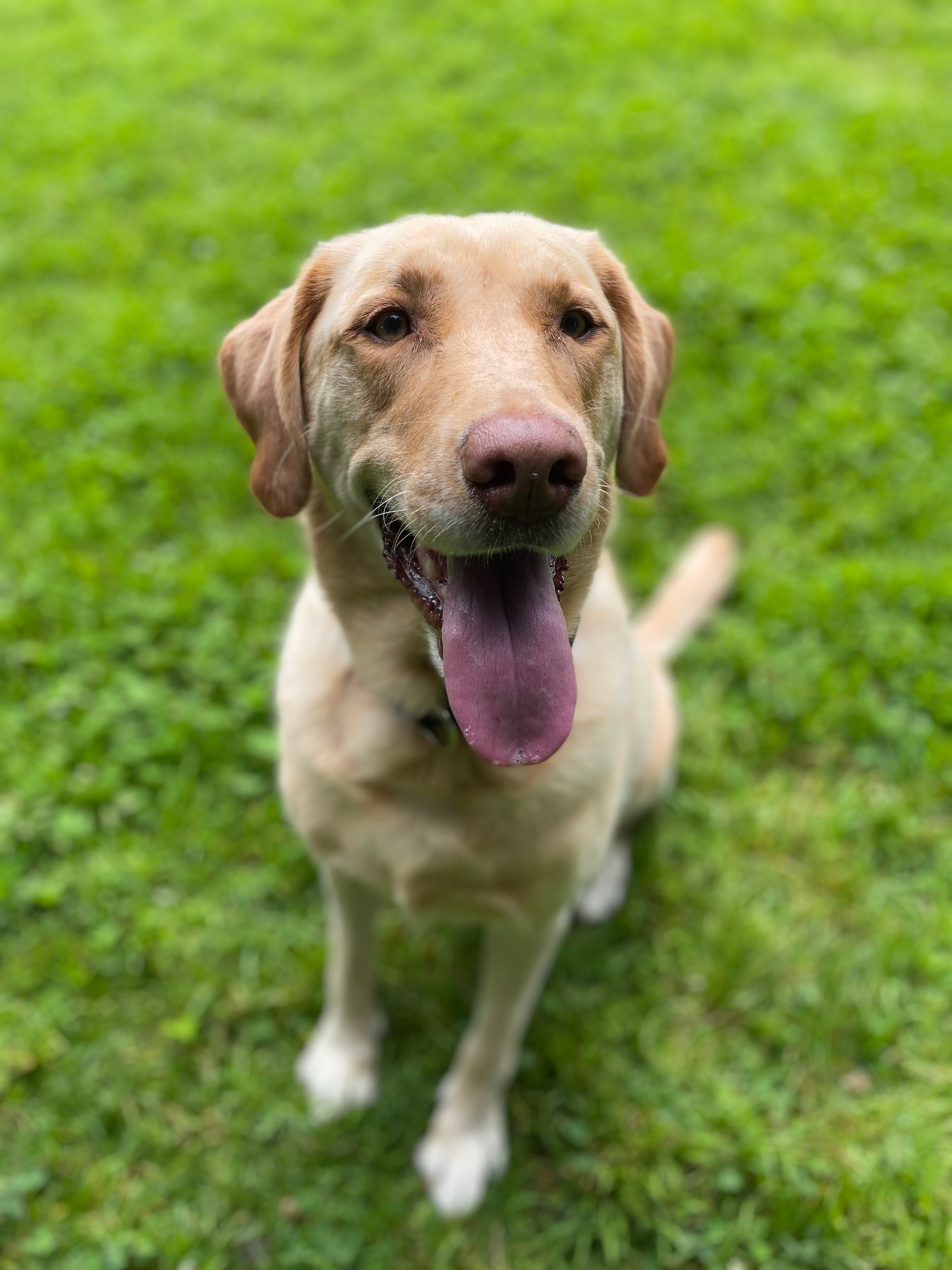 Pet Pix Hank 4-4-25 – Richmond Review/Sunset Beacon