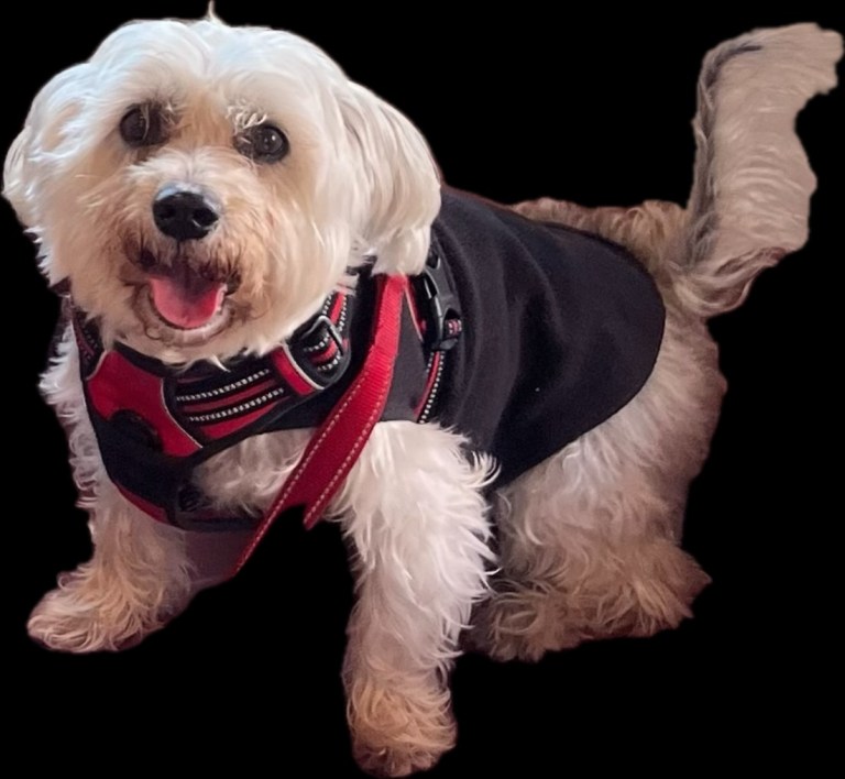 ‘Pet Pix’: Abby, Angel, Astro, Beatrice, Bleu, Cal, Clifford, Daisy ...