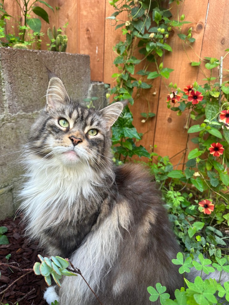 ‘Pet Pix’: Abby, Angel, Astro, Beatrice, Bleu, Cal, Clifford, Daisy ...