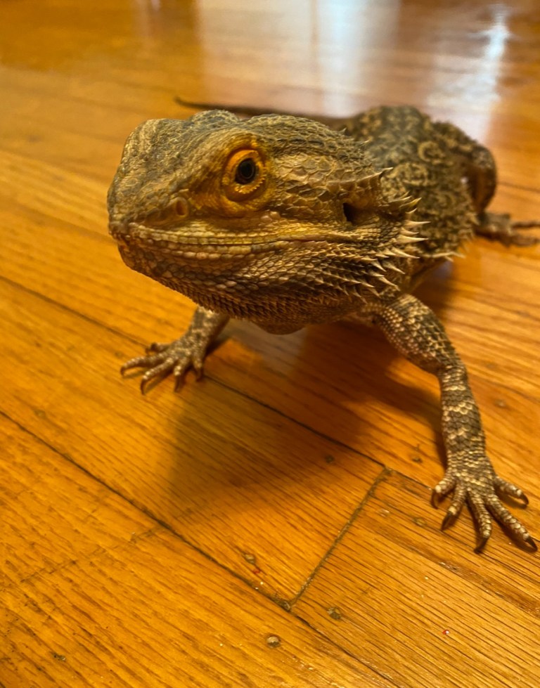 ‘Pet Pix’: Aj, Chicken, Crouton, Daisy, Echo, Fletcher, Gloria, Kai and ...
