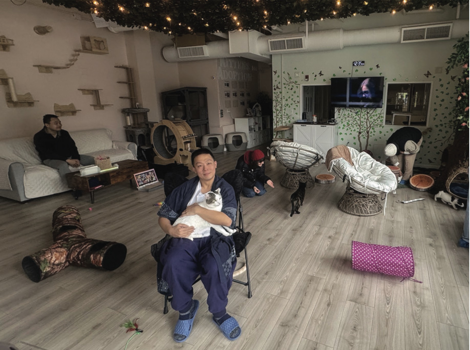 Meet and Adopt Feline Friends at Whiskerwood Haven Cat Lounge ...